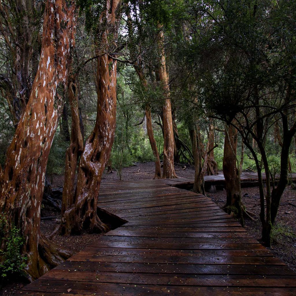 Ente Parque Municipal LLao LLao - Municipalidad de Bariloche